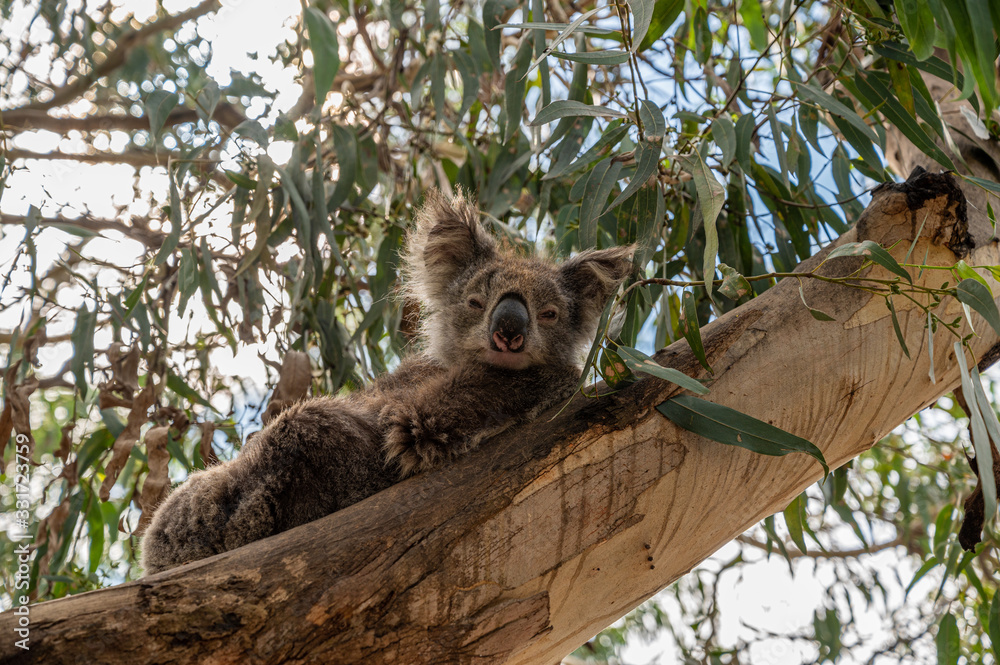 Koala, Phascolarctos cinereus, awake on a tree branch of Eucalyptus ...