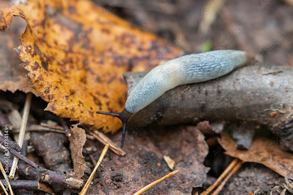 Krynickillus melanocephalus is a species of air-breathing land slug, a ...