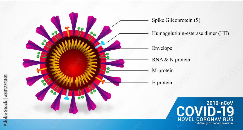 Coronavirus Structure, Vector Illustration Stock Vector | Adobe Stock
