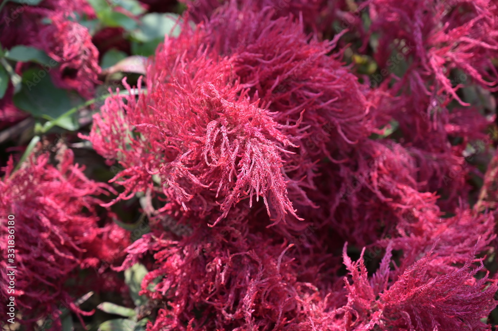 Plumed Celusia, Wool Flower. Common names are Crested Celosia ...