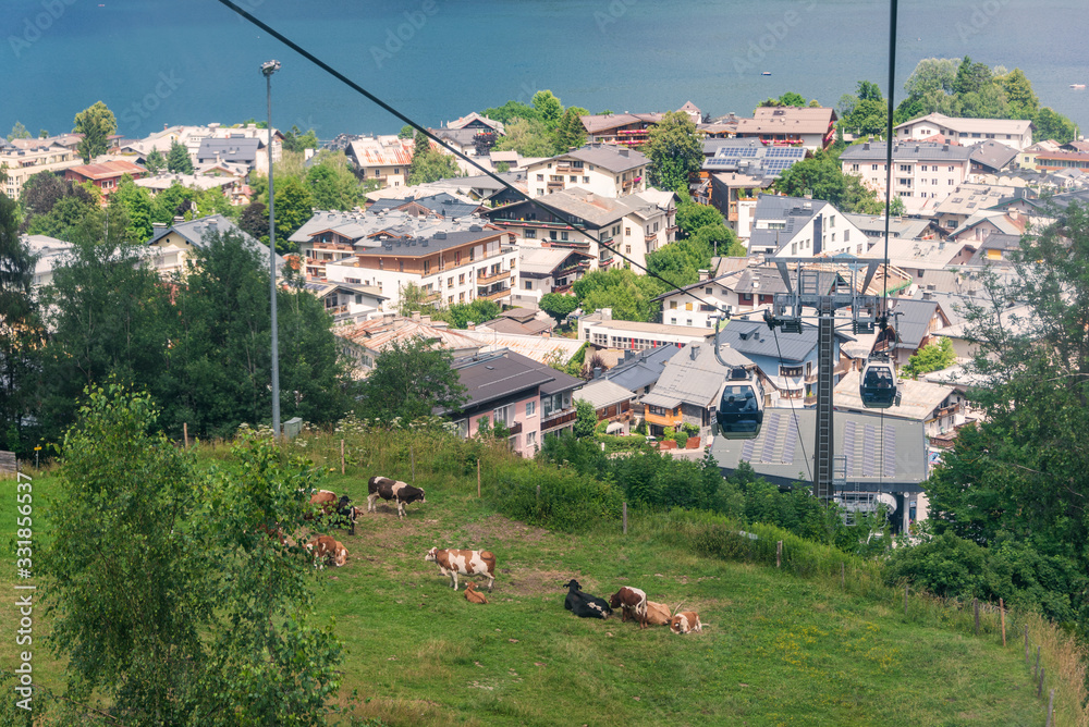 Summer meadows, cows, ski gondolas above cityscape of apine city Zell ...