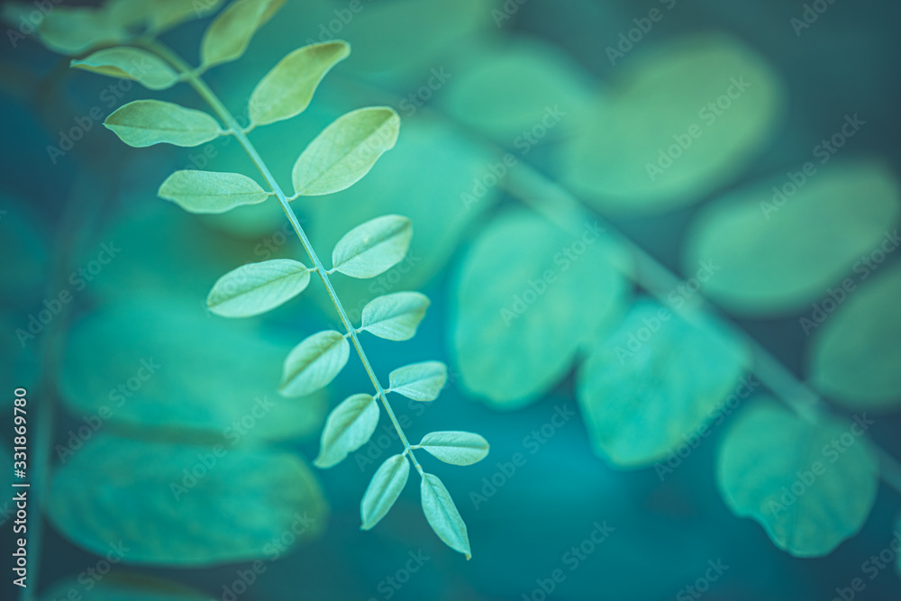 Dream nature. Closeup nature view of soft green leaves on blurred ...