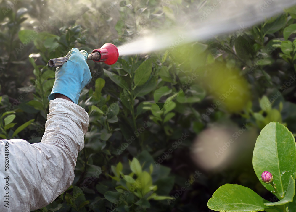 Weed insecticide fumigation. Organic ecological agriculture. Spray ...