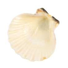 Sea Shell Free Stock Photo - Public Domain Pictures
