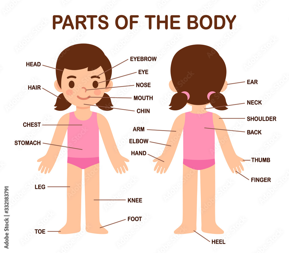 Cute girl body parts Stock Vector | Adobe Stock