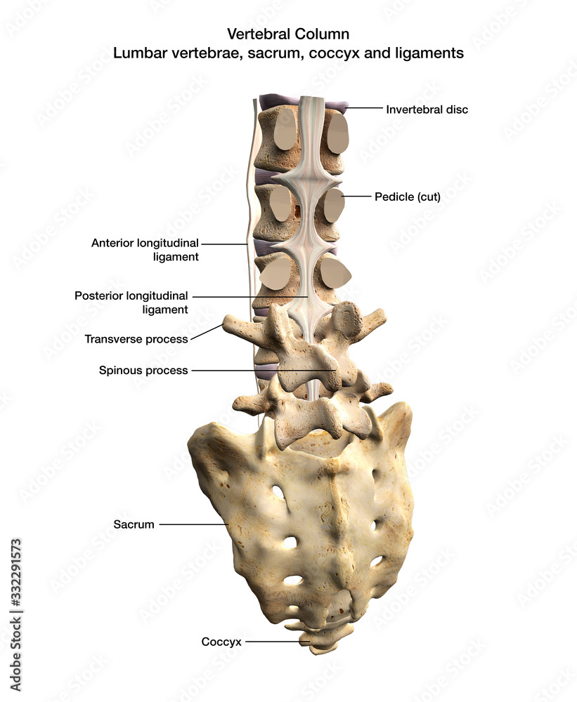 Posterior Longitudinal Ligament of the Human Spinal Column Labeled on ...