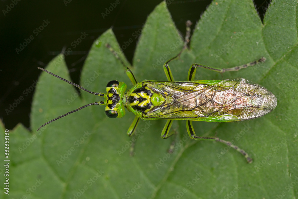 Rhogogaster viridis, common name green sawfly, is a species of common sawfly in the family ...