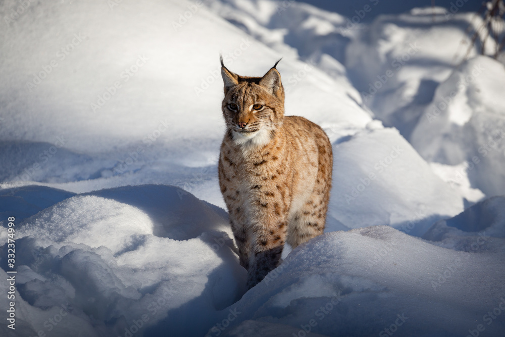 Euroasian lynx face to face in the bavarian national park in eastern ...