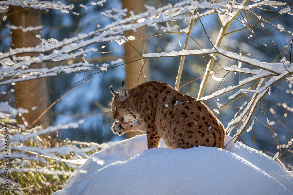 Foto de Stock Euroasian lynx face to face in the bavarian national park ...