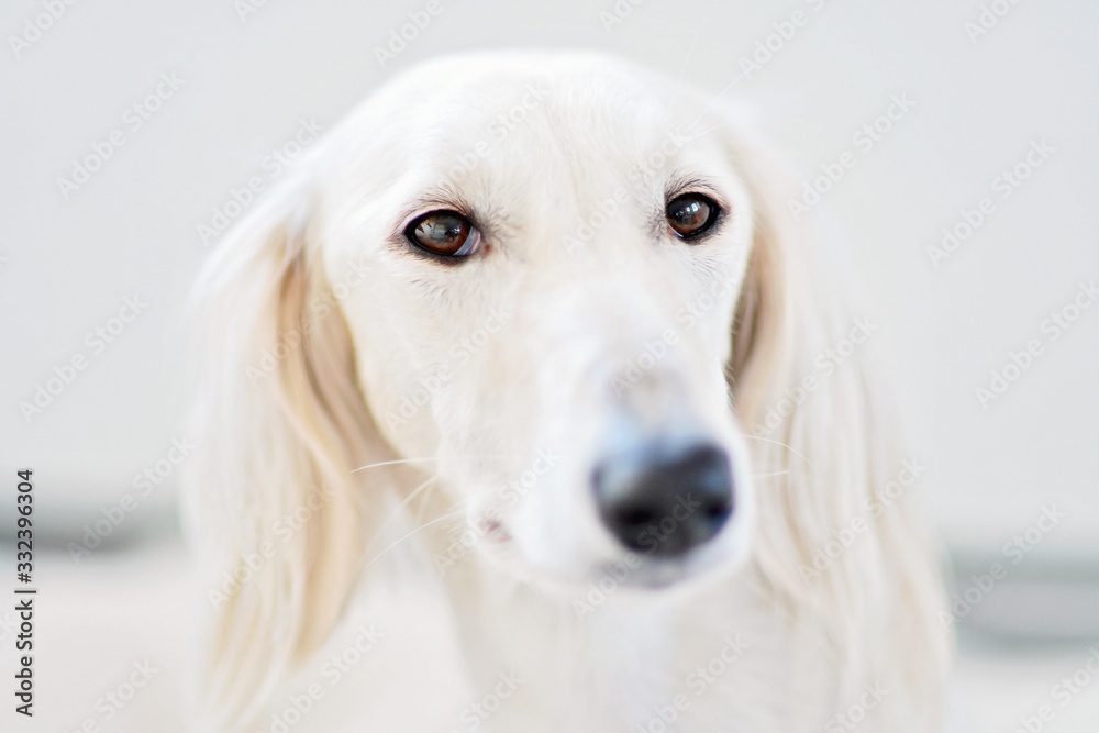 Purebred white saluki sighthound or gazehound, is a serious hunter at ...