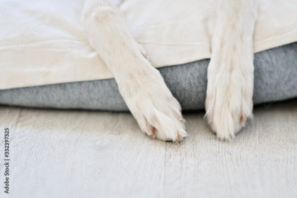 Purebred Saluki sighthound or gazehound have trimmed toenails or cut ...