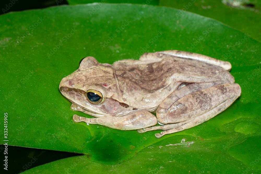 Foto de Stock Image of Common tree frog, four-lined tree frog, golden ...