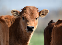 Young Bulls Free Stock Photo - Public Domain Pictures