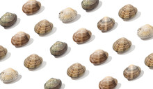 Ocean Clam Shell Free Stock Photo - Public Domain Pictures