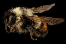 Rusty Patched Bumble Bee Free Stock Photo - Public Domain Pictures