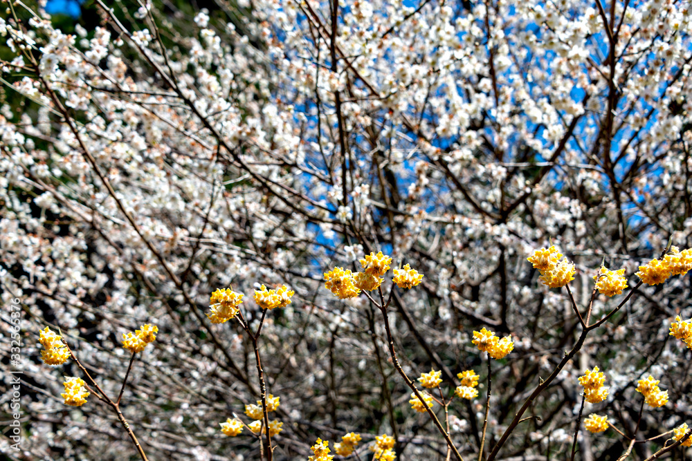 Gregarious oriental paperbush (Edgeworthia chrysantha) under cherry ...