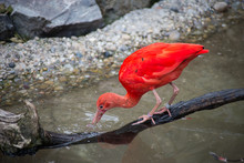 Scarlet Ibis Free Stock Photo - Public Domain Pictures