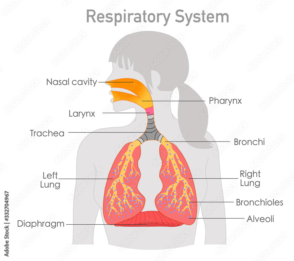 Respiratory system anatomy. Respiration structure. Woman gray body ...