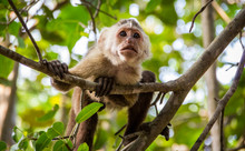 Capuchin Monkey Free Stock Photo - Public Domain Pictures