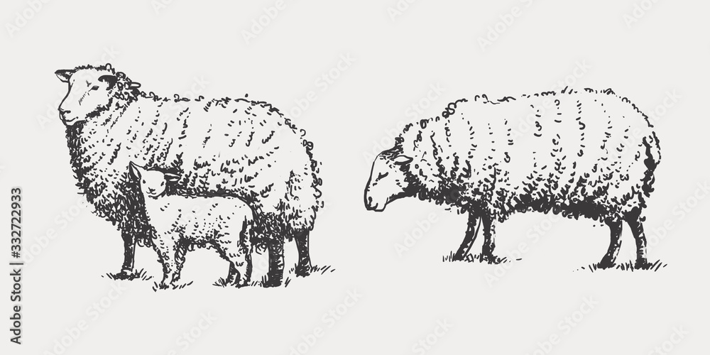 Sheep in graphic style, from hand drawing image. Template for creating ...