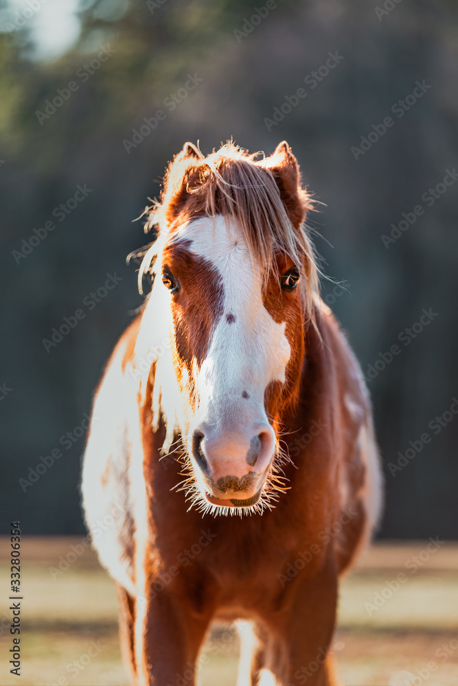 angry horse Stock Photo | Adobe Stock