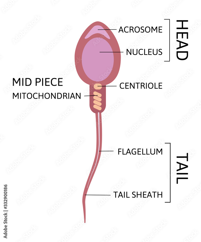 Human Sperm cell Anatomy structure of spermatozoon Stock Vector | Adobe ...