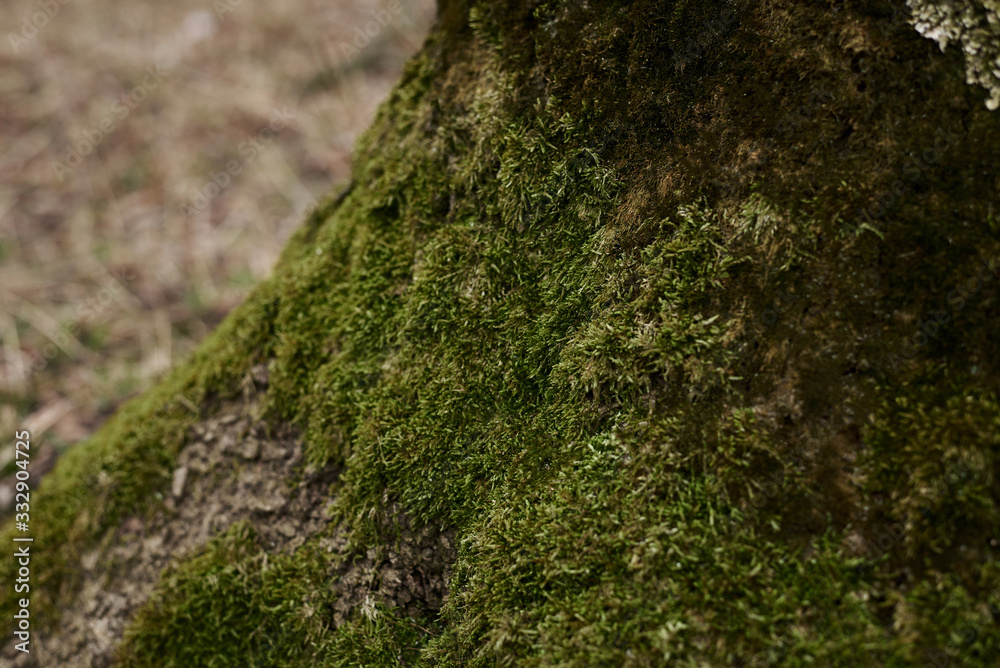 Green moss at the northern bottom of tree stem in forest woods park ...