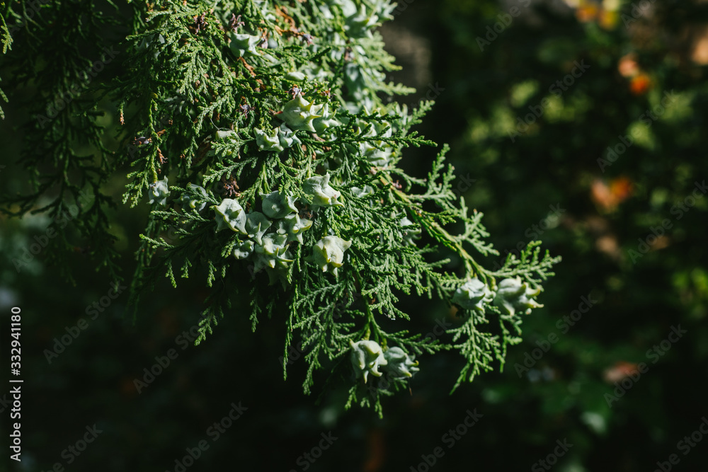 Thuja occidentalis background.Thuja occidentalis is an evergreen ...
