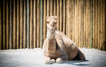 Camel Portrait Free Stock Photo - Public Domain Pictures