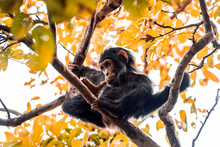 Chimpanzee Thinking Free Stock Photo - Public Domain Pictures