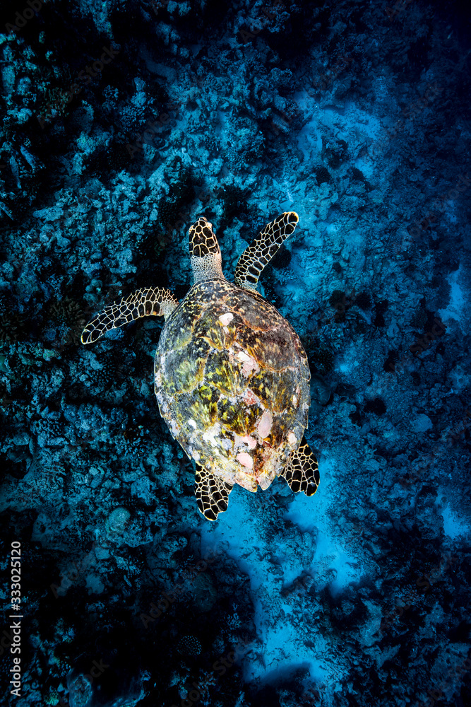 Overhead view of hawksbill sea turtle swimming undersea Stock Photo ...