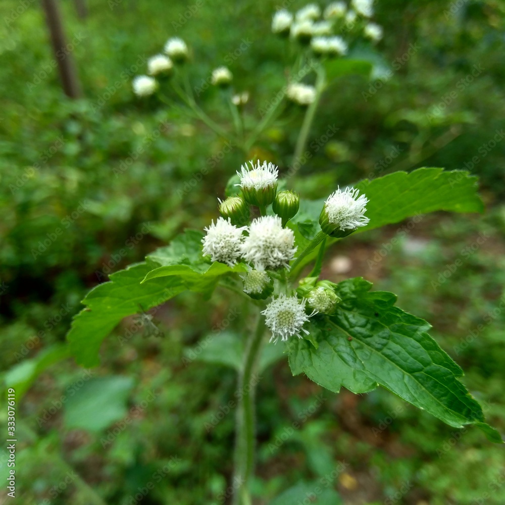 Bandotan (Ageratum conyzoides) is a type of agricultural weed belonging ...