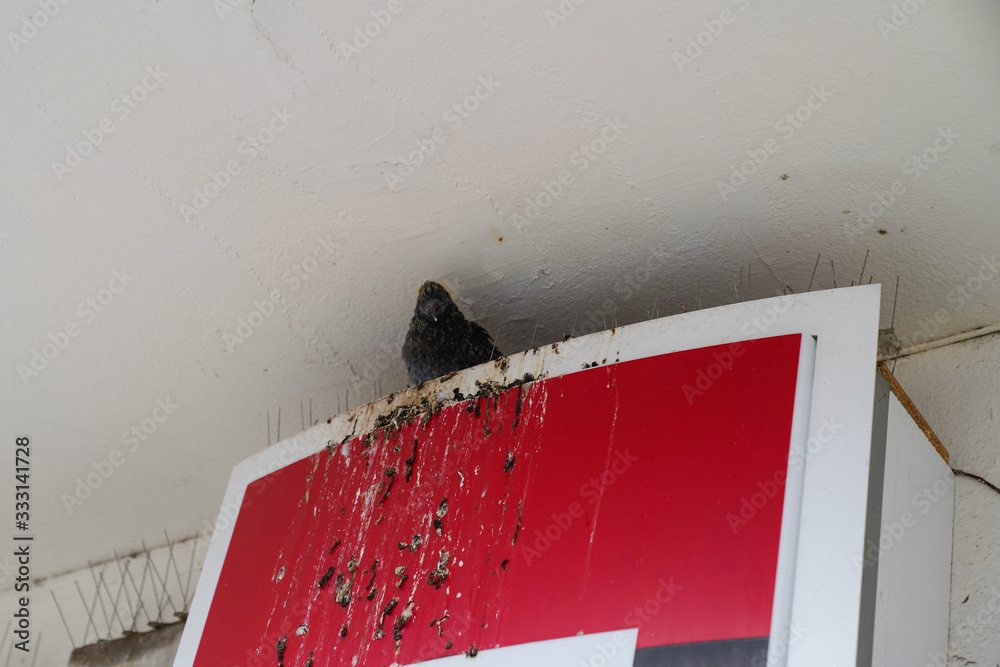 bird pigeon droppings on store sign with poop Stock Photo | Adobe Stock