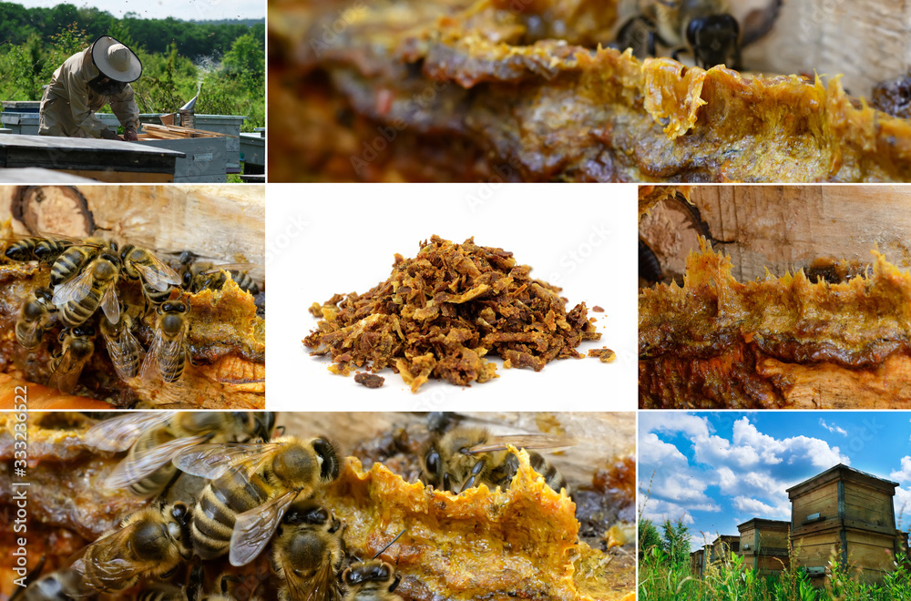 Propolis in the middle of a hive with bees. Bee glue. Bee products ...