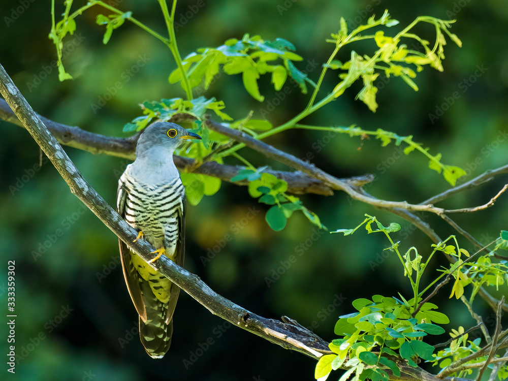 Oriental Cuckoos are large with a grey head, throat, chest and mantle ...
