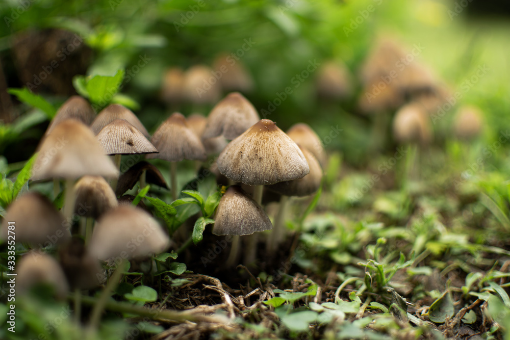 hongos entre maleza y pastizales pasto verdes tierra húmeda Stock Photo ...