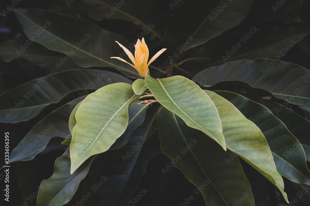 Blossom Magnolia champaca flower at the tree. Stock Photo | Adobe Stock