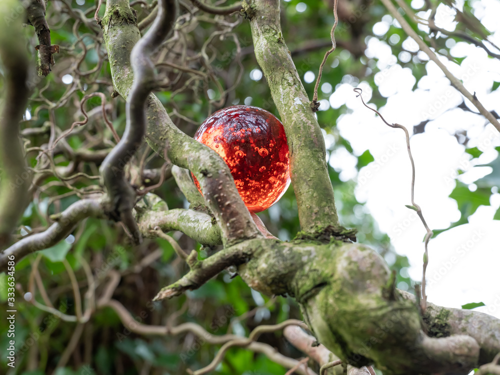 One red glass ball in a corkscrew hazel tree with squiggly branches in ...