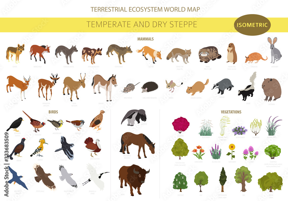 Temperate and dry steppe biome, natural region isometric infographic ...