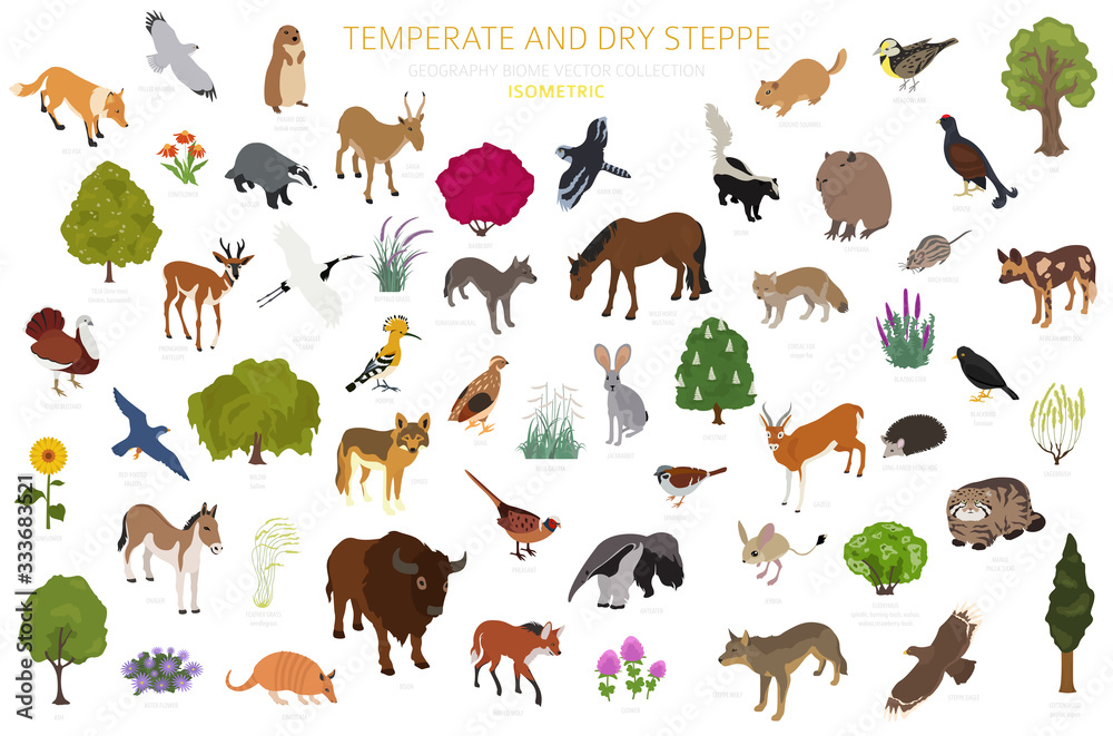 Temperate and dry steppe biome, natural region isometric infographic ...