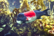 Sheephead Fish Free Stock Photo - Public Domain Pictures