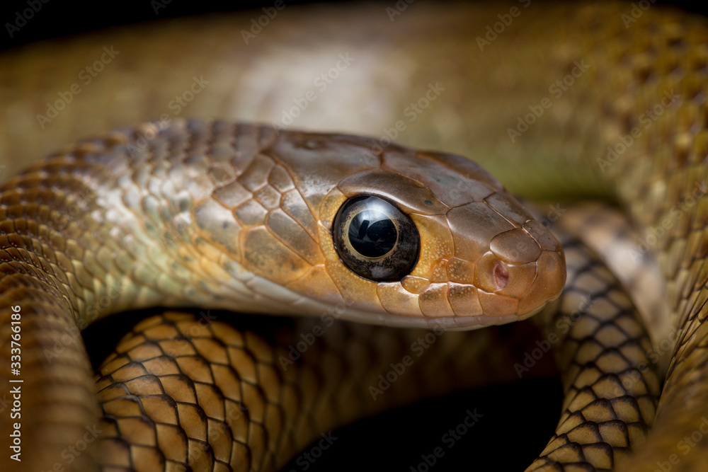 Ptyas korros, commonly known as the Chinese ratsnake or Indo-Chinese ...