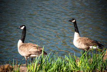 Two Canada Geese At Waters Edge Free Stock Photo - Public Domain Pictures