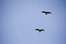 Two Birds Flying Free Stock Photo - Public Domain Pictures