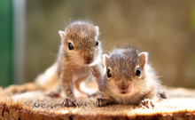 Baby Squirrel Close-up Free Stock Photo - Public Domain Pictures