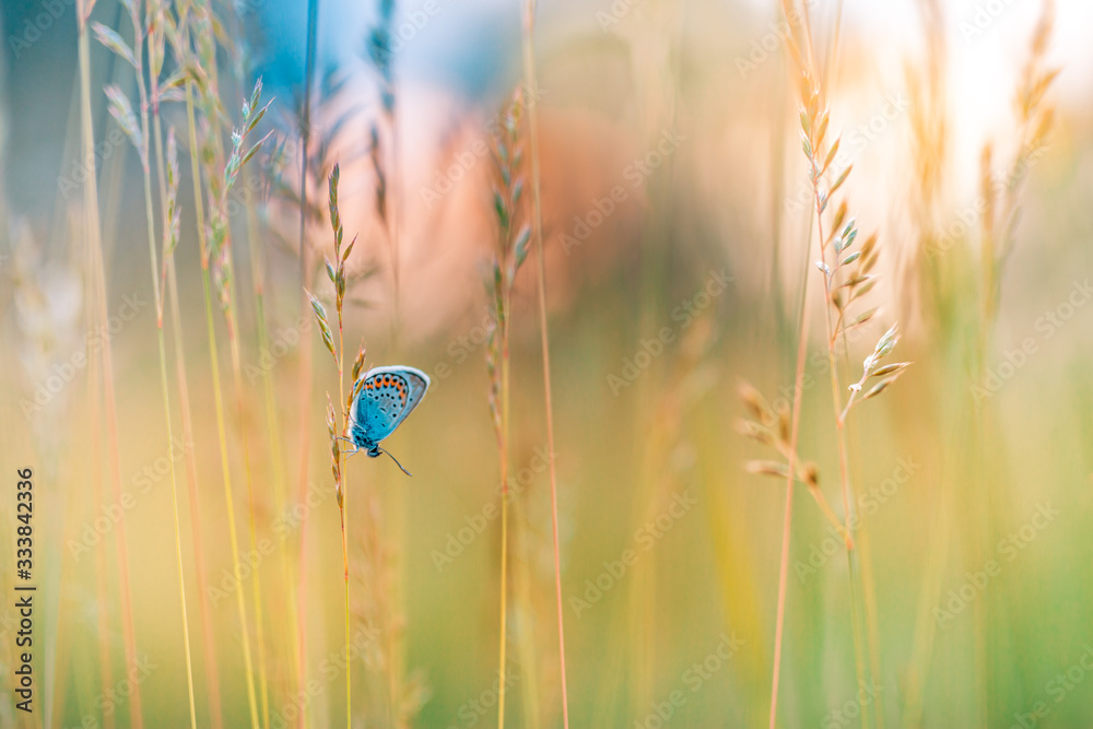 Peaceful nature summer meadow bright flowers in green grass background ...