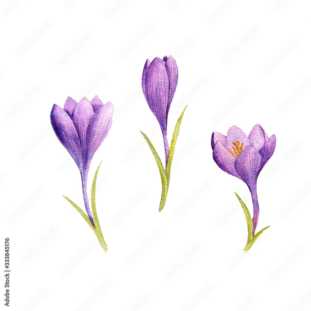 crocus flowers drawing by watercolor Stock Illustration | Adobe Stock