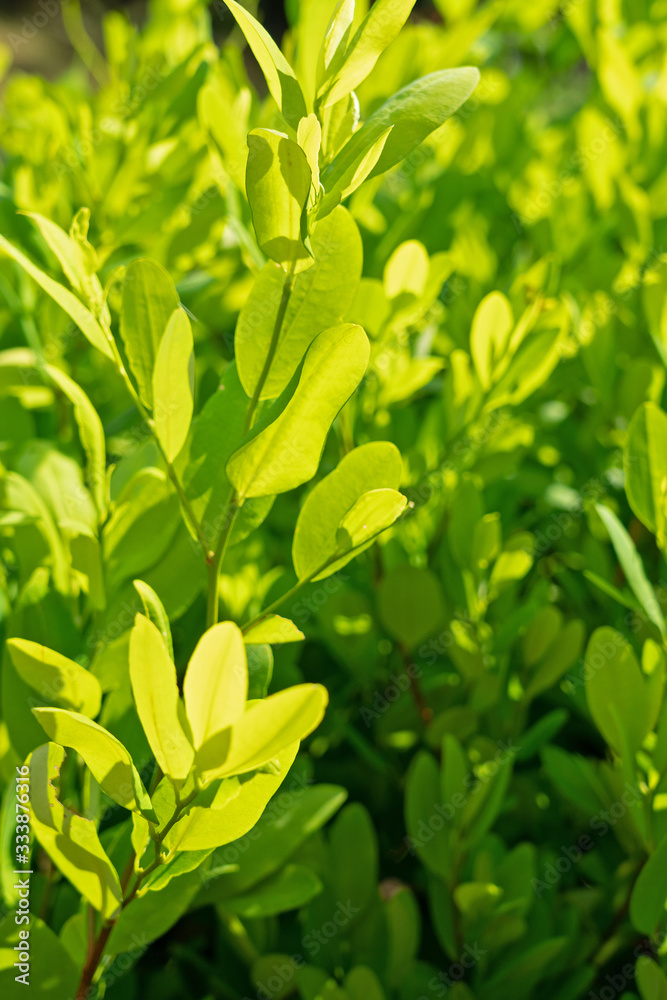 Coca bush green plant (koka, cocaine tree), Sri Lanka, Royal Botanical ...