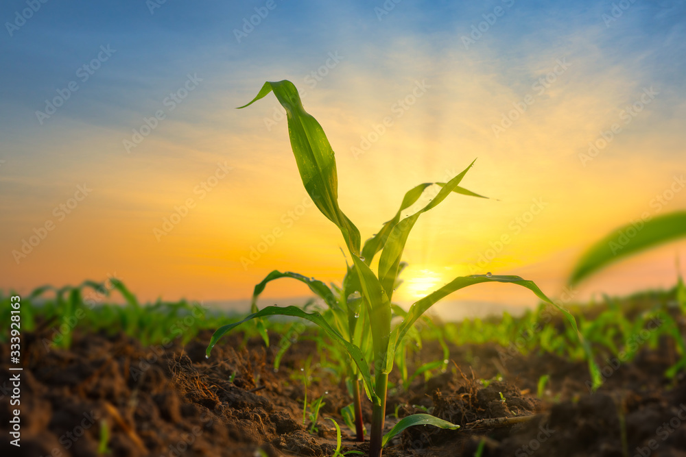 Maize seedling in the agricultural garden with the sunset, Growing ...