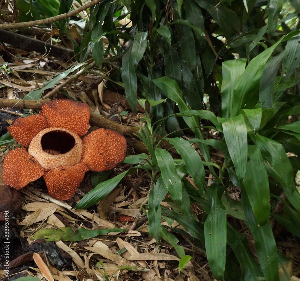 Photo Stock It is a picture of Kota Kinabalu in September 2017. This is ...